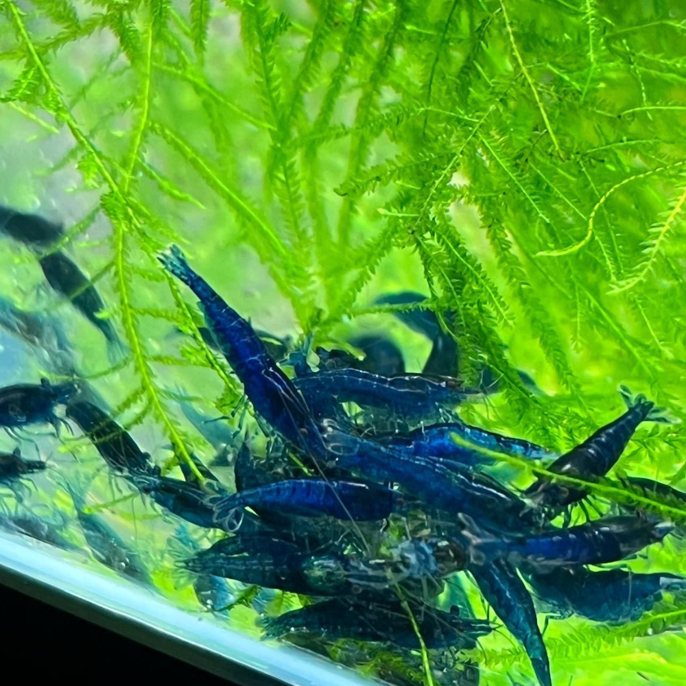 Super High Grade Blue Diamond Neocaridina Shrimp – Premium Shrimp Uk