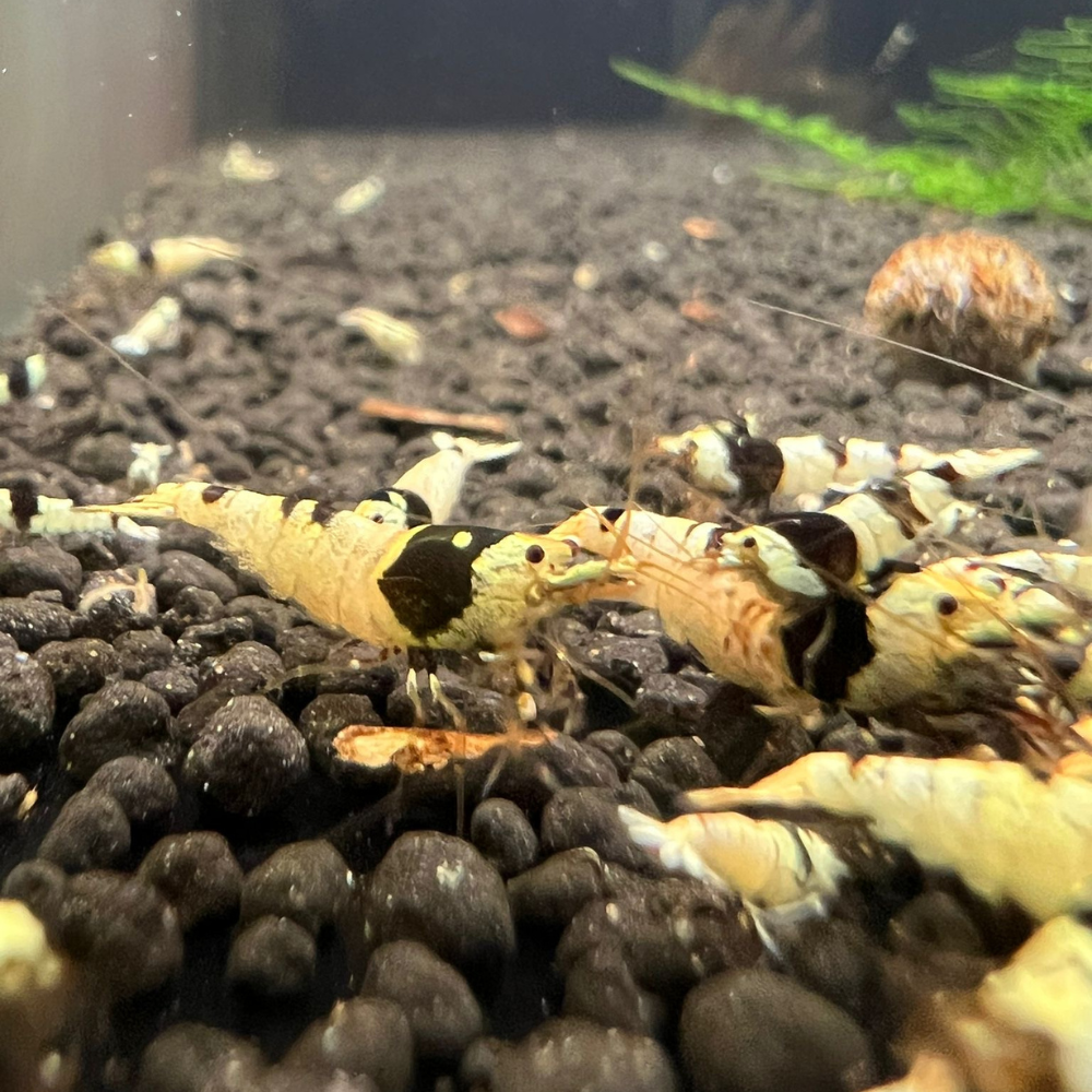 High Grade PBL/CBS Crystal Black Bee – Premium Shrimp Uk
