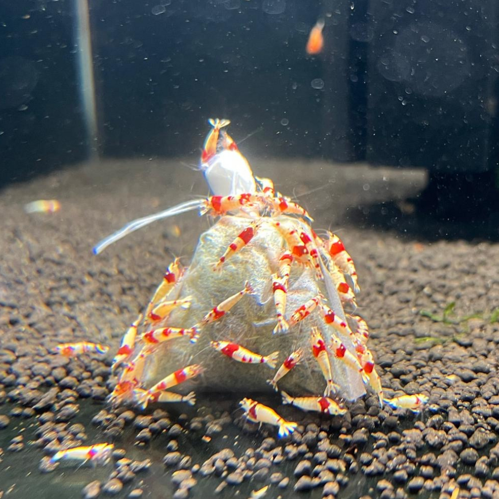 High Grade PRL/CRB Crystal Red Bee – Premium Shrimp Uk